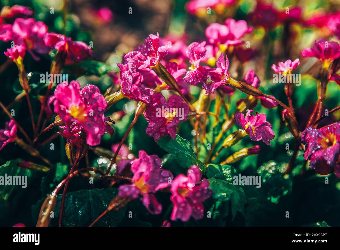 Primrose Primula with pink flowers. Inspirational natural floral spring ...