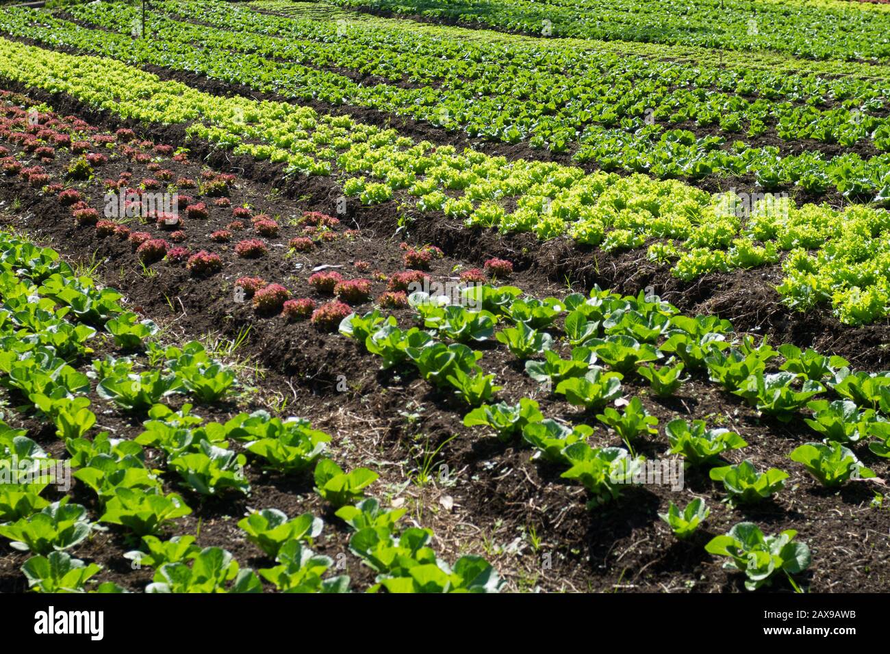 vegetable crops, agricultural production in Colombia Stock Photo - Alamy