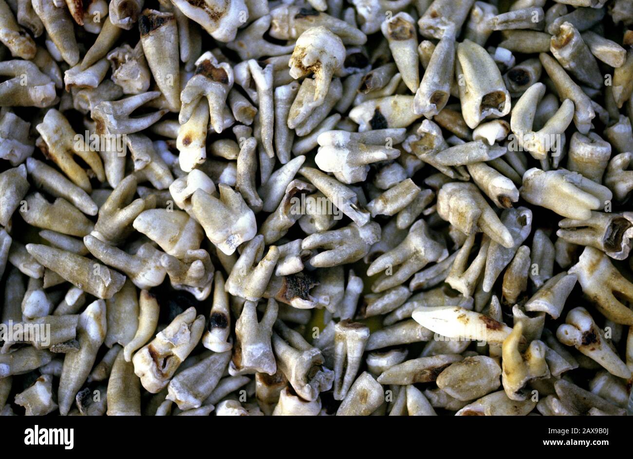 Inscisor hi-res stock photography and images - Alamy