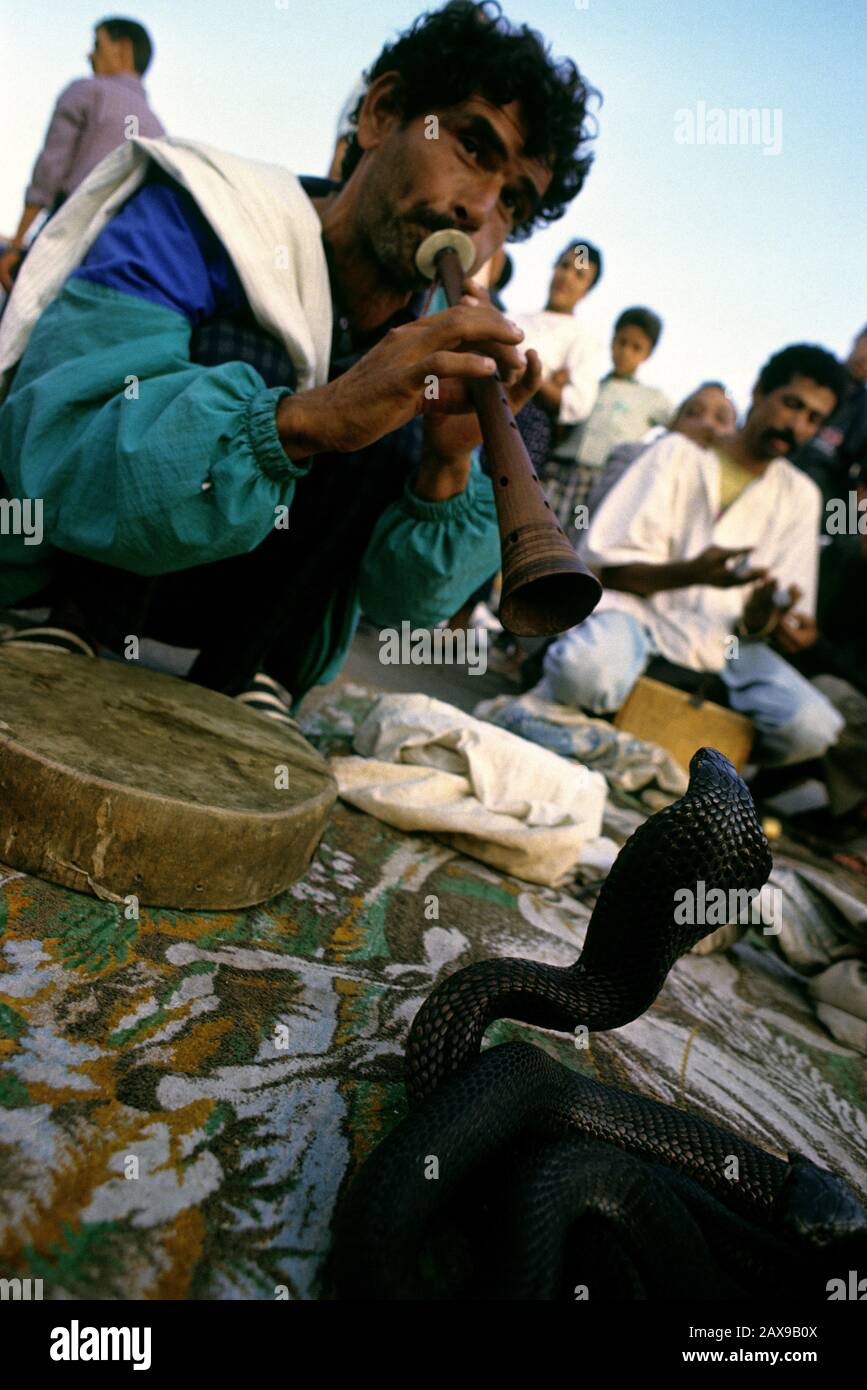 African cobra hi-res stock photography and images - Alamy