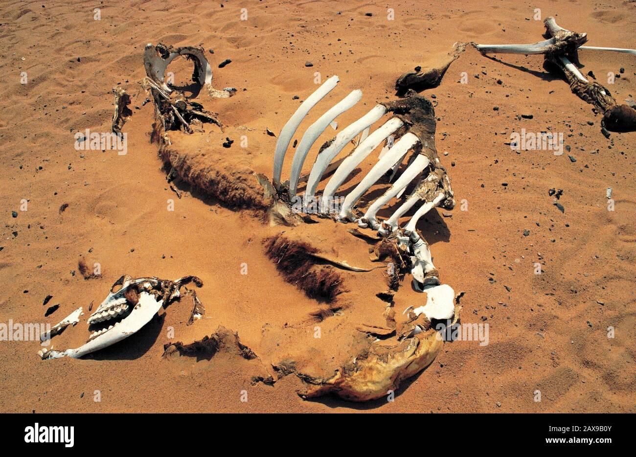 Bones of camel hi-res stock photography and images - Alamy