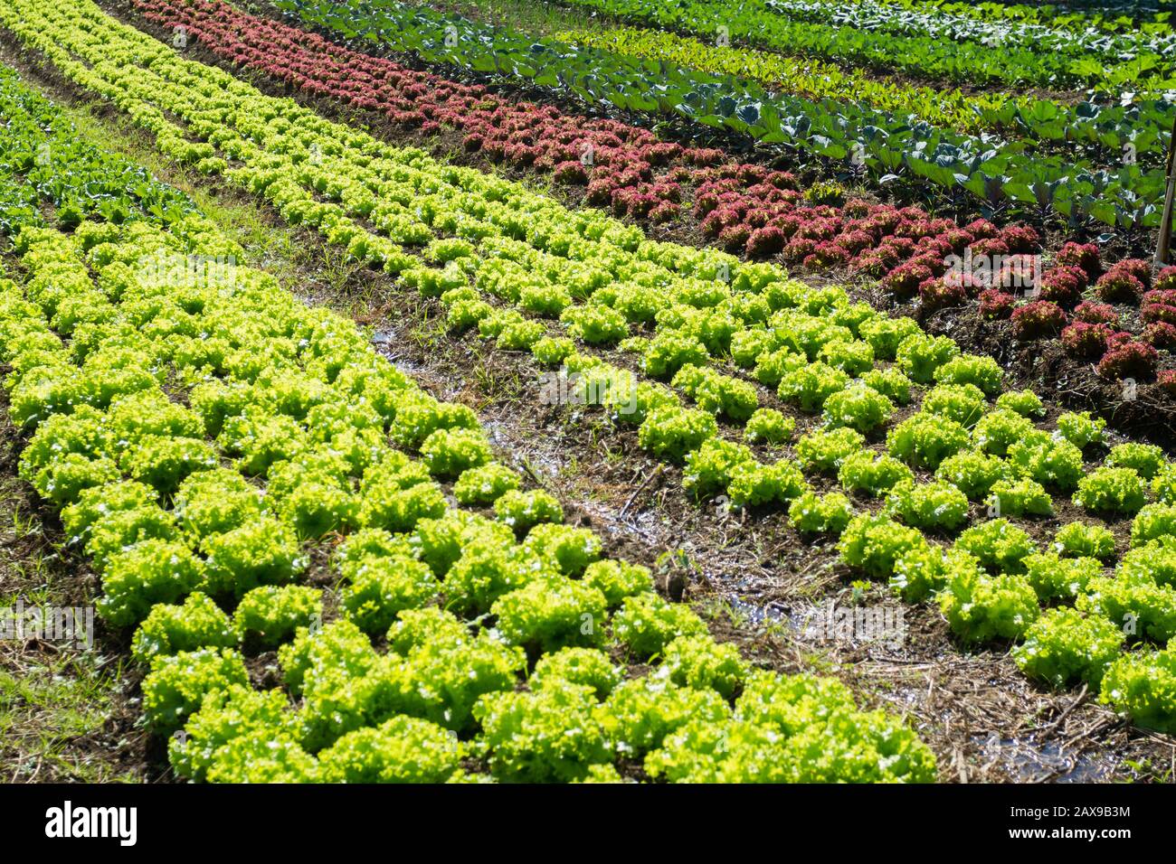 vegetable crops, agricultural production in Colombia Stock Photo - Alamy