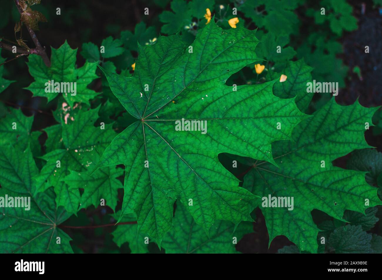 Fresh green maple leaves. Natural green background from maple leaves ...