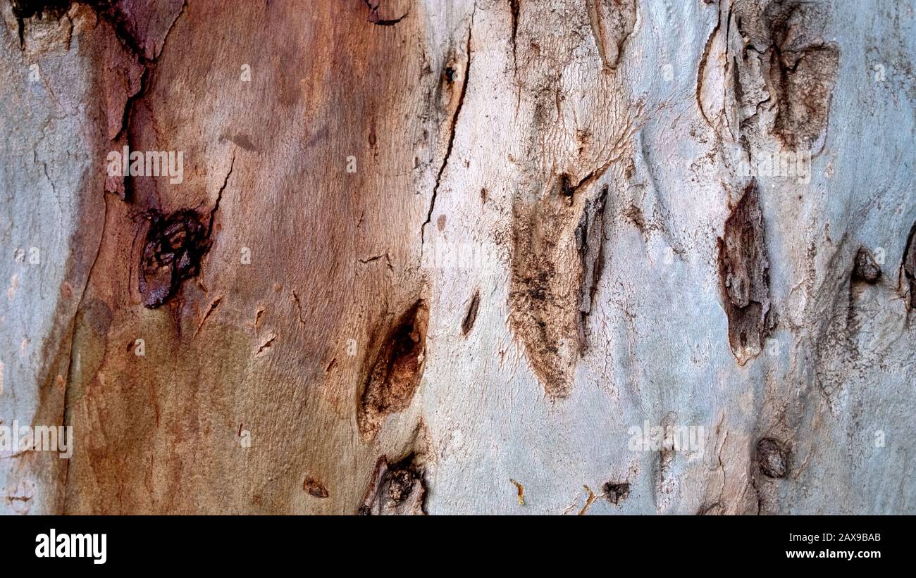 Tree body garden plant hi-res stock photography and images - Alamy