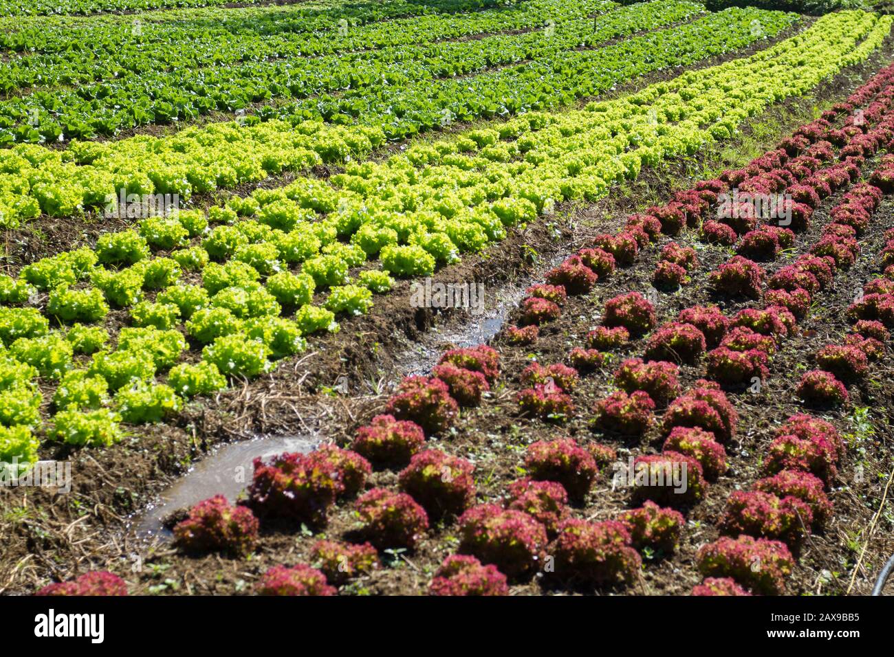 vegetable crops, agricultural production in Colombia Stock Photo - Alamy