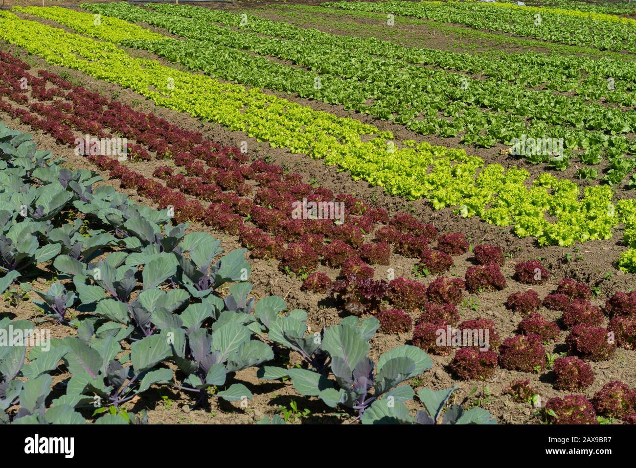 vegetable crops, agricultural production in Colombia Stock Photo - Alamy