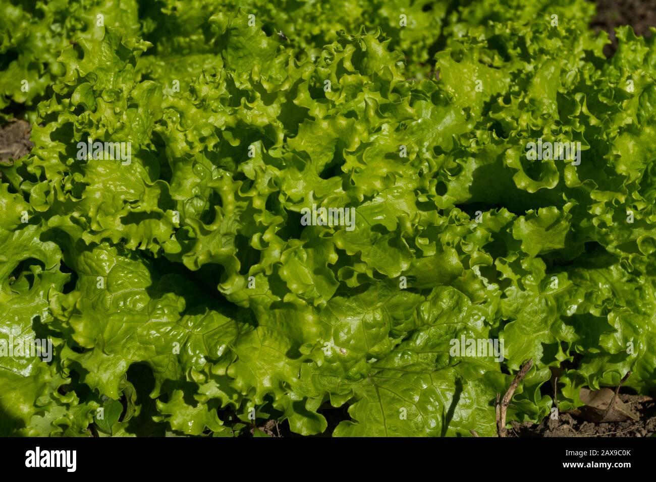 vegetable crops, agricultural production in Colombia Stock Photo - Alamy