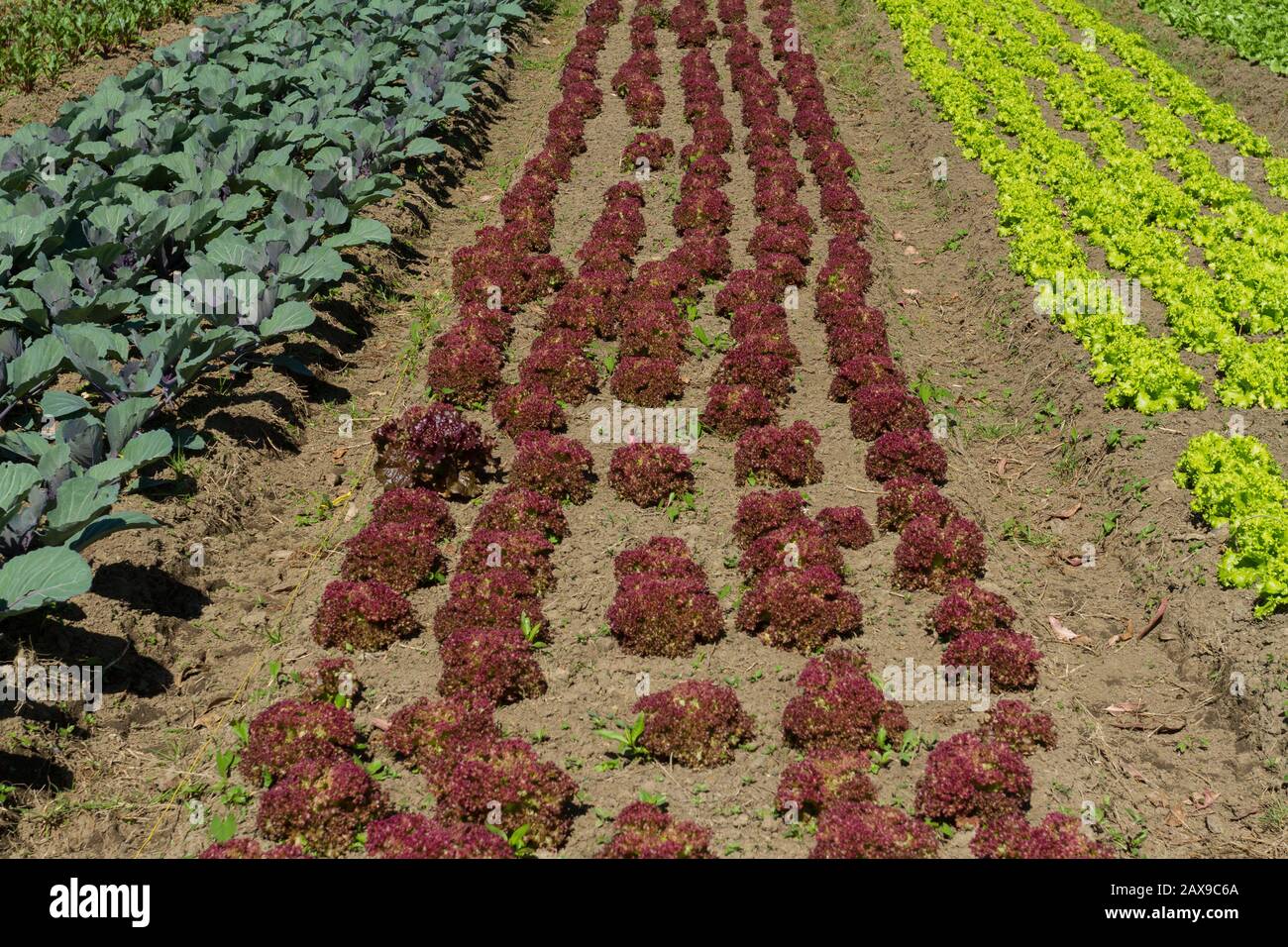 vegetable crops, agricultural production in Colombia Stock Photo - Alamy