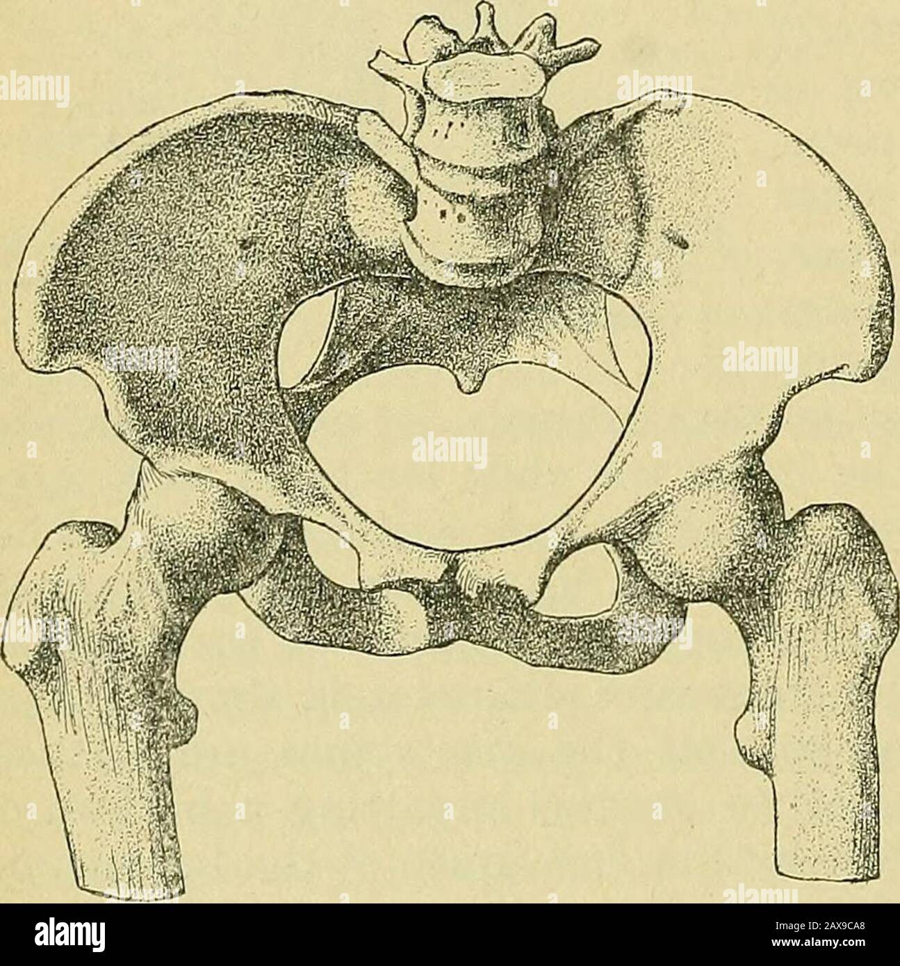 Pelvic inlet hi-res stock photography and images - Alamy