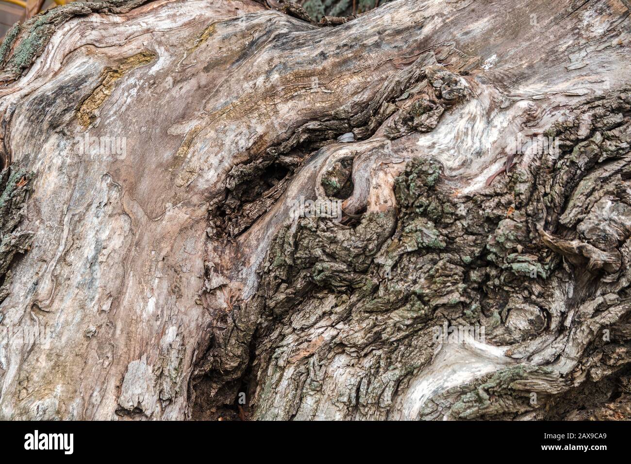 curved tree bark with unusual patterns. old wood texture background ...