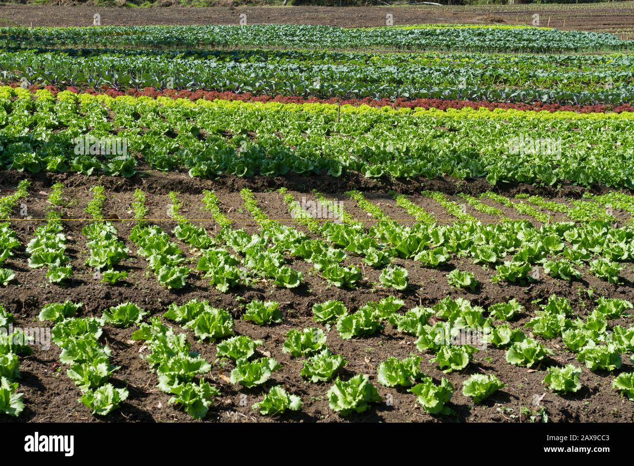vegetable crops, agricultural production in Colombia Stock Photo - Alamy