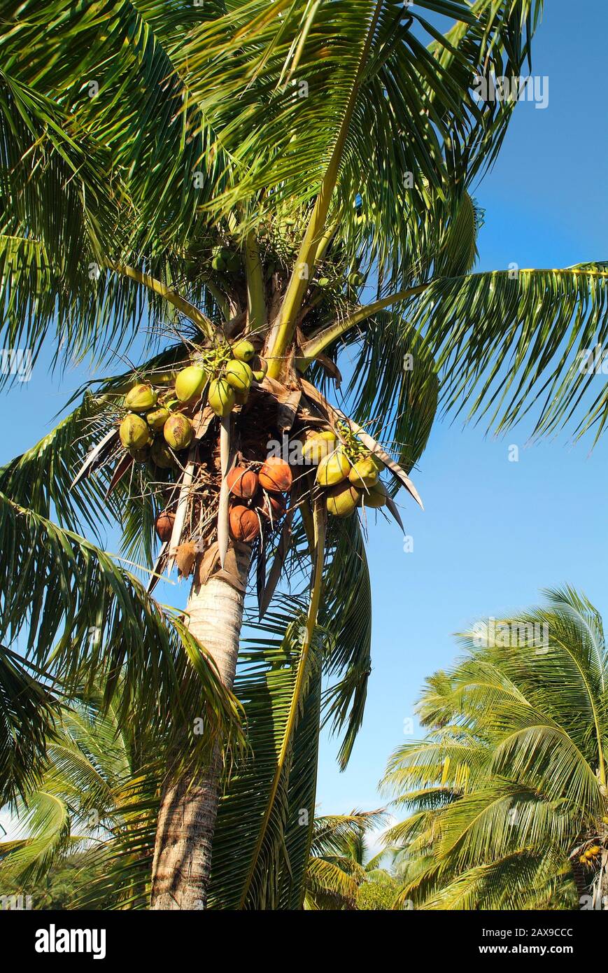 Fiji, coconut palm Stock Photo - Alamy