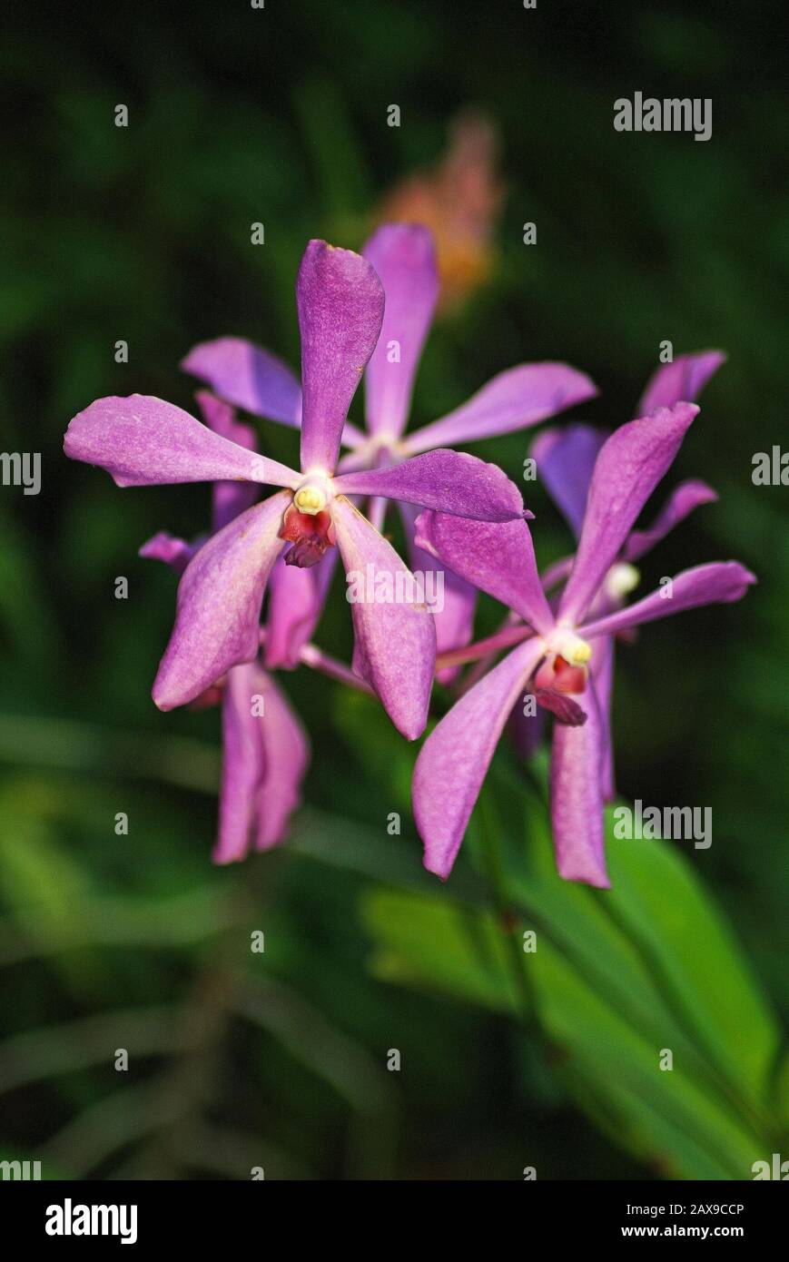 Fiji orchid hi-res stock photography and images - Alamy