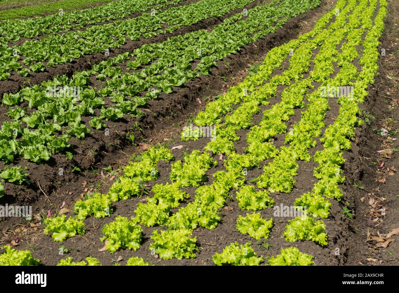 vegetable crops, agricultural production in Colombia Stock Photo - Alamy
