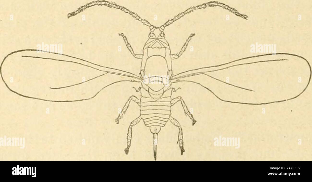 Insects affecting the orange . d Scale. Female Coccid.—The body is an ...