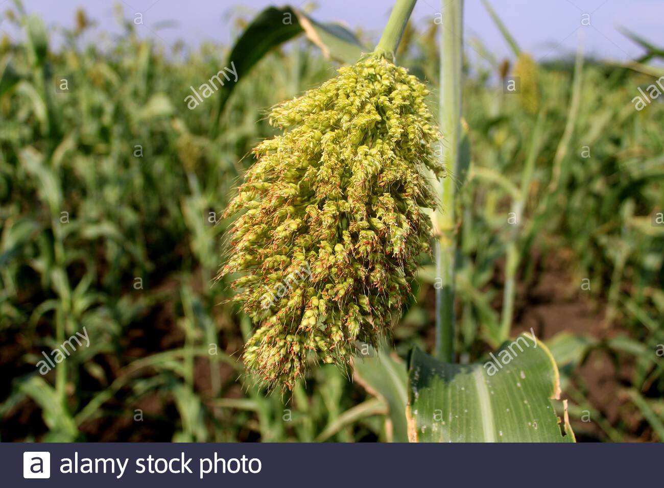 Sorghum Fodder Crop High Resolution Stock Photography and Images - Alamy