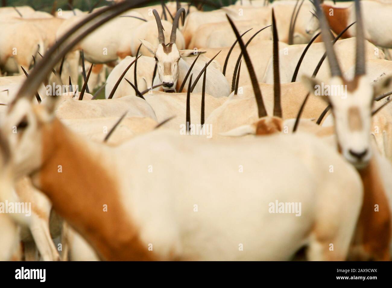 Uae animals hi-res stock photography and images - Alamy