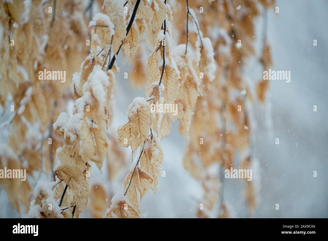 A branch of light brown leaves covered in fresh falling snow in winter ...