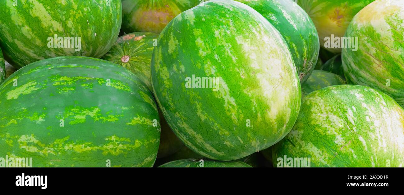 Panoramic background bunch of raw whole watermelons at farmer market in ...
