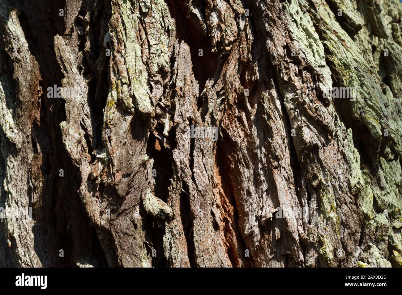beautiful texture of tree bark, old background Stock Photo - Alamy