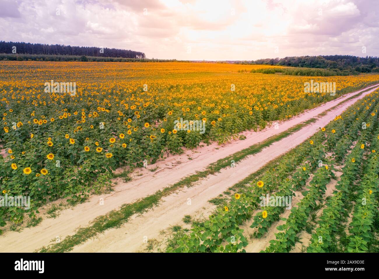 Summer landscape with sunflowers. Beautiful sunflower field. Aerial ...
