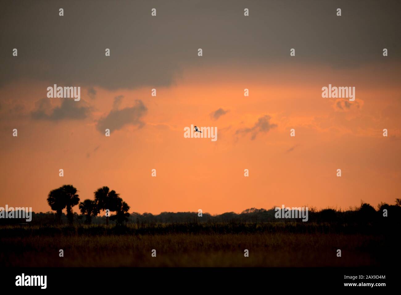 A clump of Palm Trees in a wide open field silhouetted against the ...