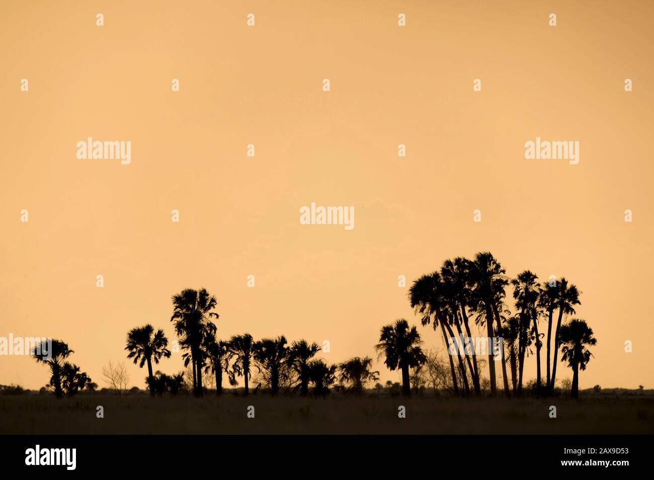 A clump of Palm Trees in a wide open field silhouetted against the ...