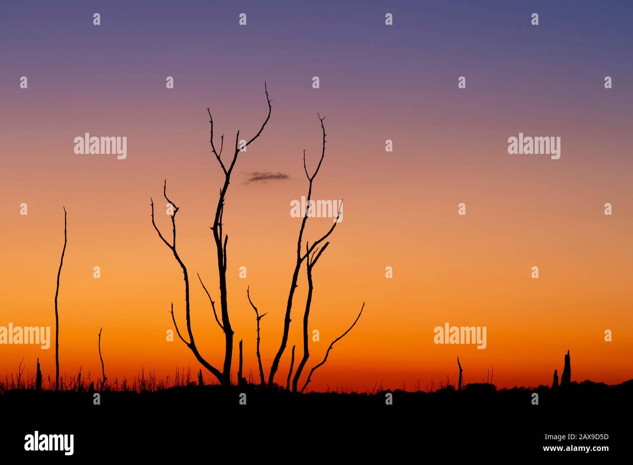 A clear sky at sunset with one small cloud in the sky with dead tree ...