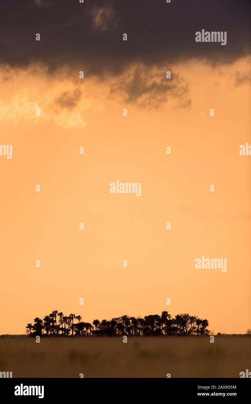 A clump of Palm Trees in a wide open field silhouetted against the ...