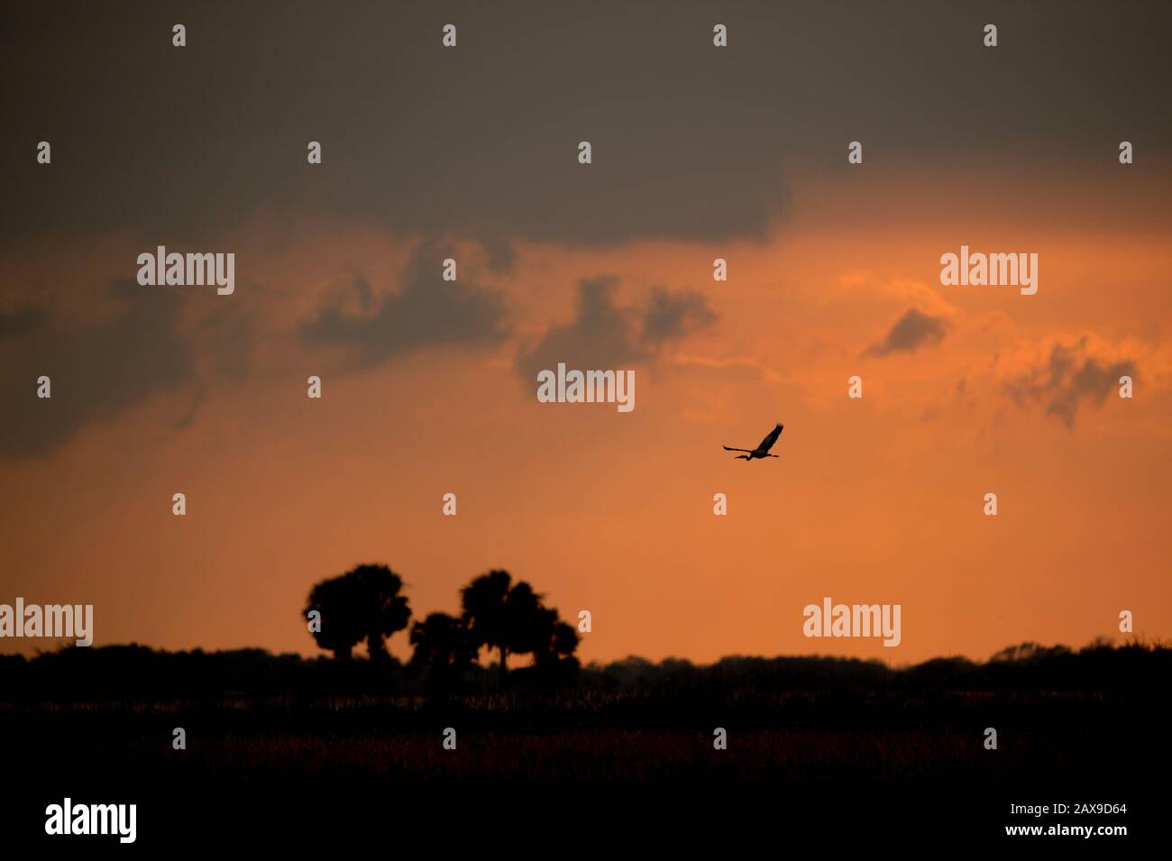 A clump of Palm Trees in a wide open field silhouetted against the ...