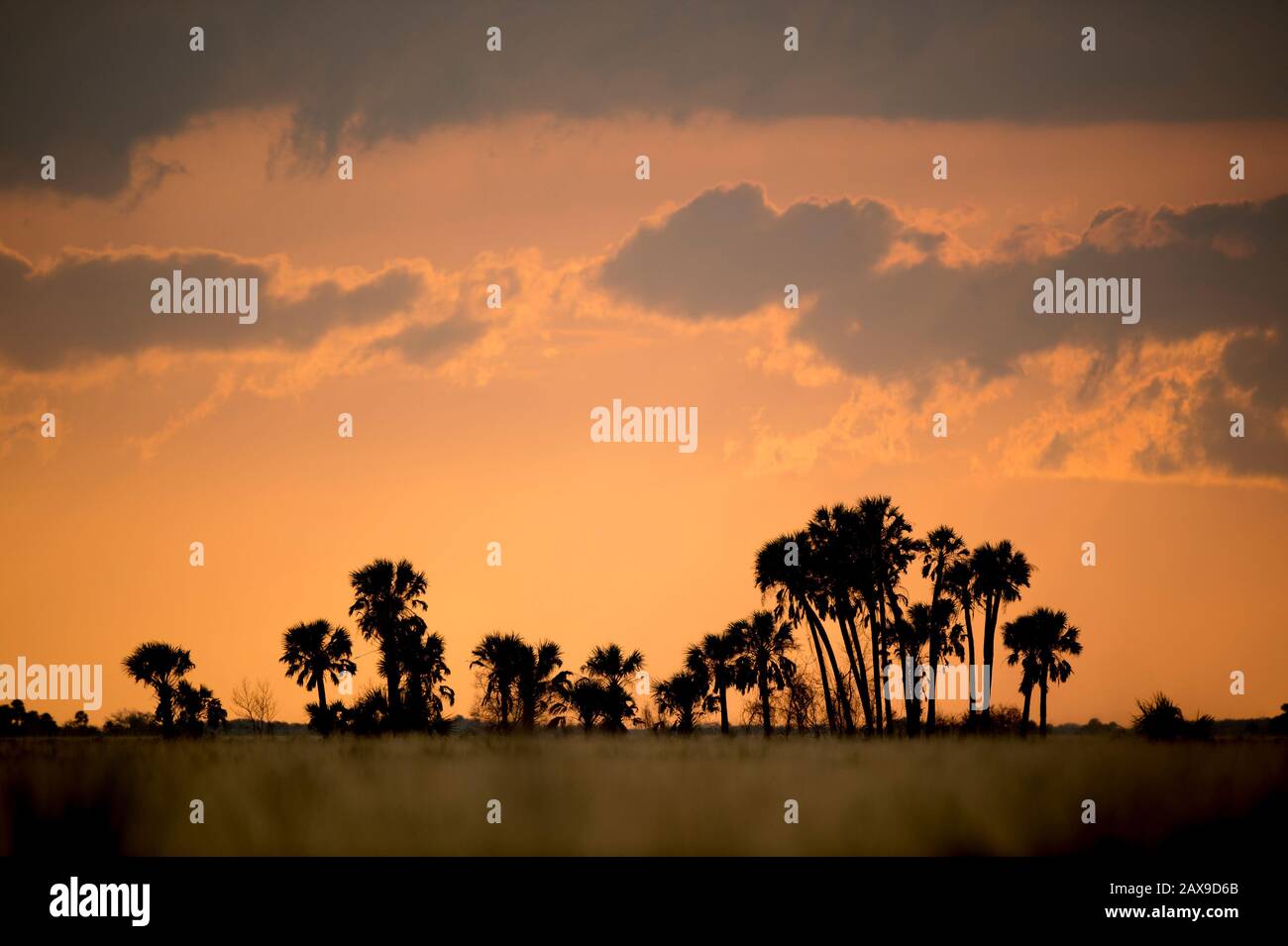 A clump of Palm Trees in a wide open field silhouetted against the ...