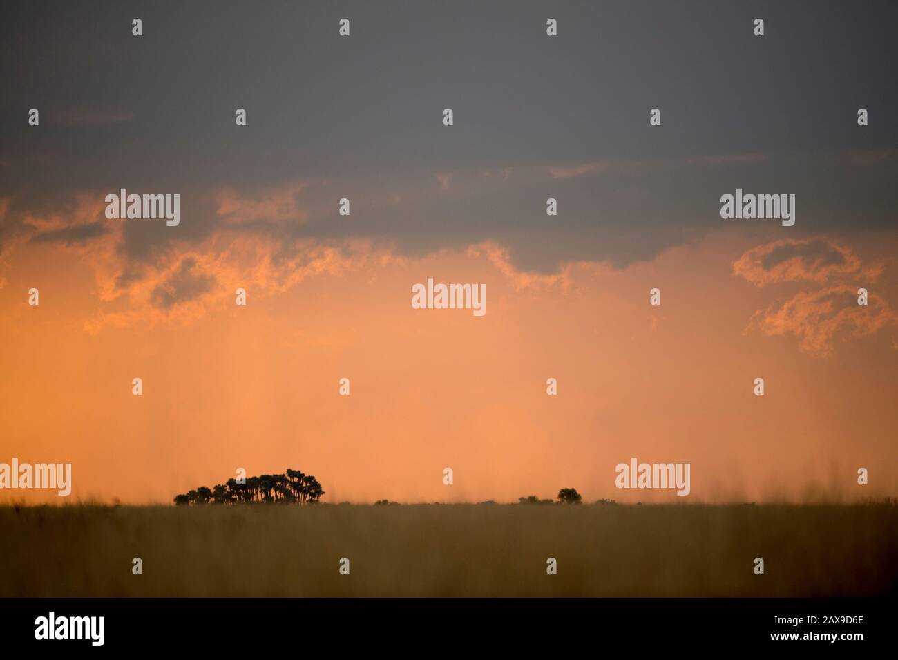 A clump of Palm Trees in a wide open field silhouetted against the ...
