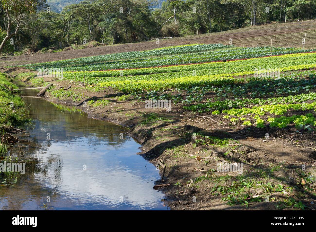vegetable crops, agricultural production in Colombia Stock Photo - Alamy