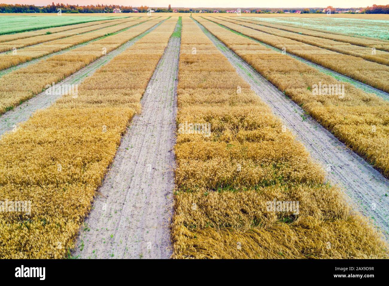 Organic geometric lines hi-res stock photography and images - Alamy