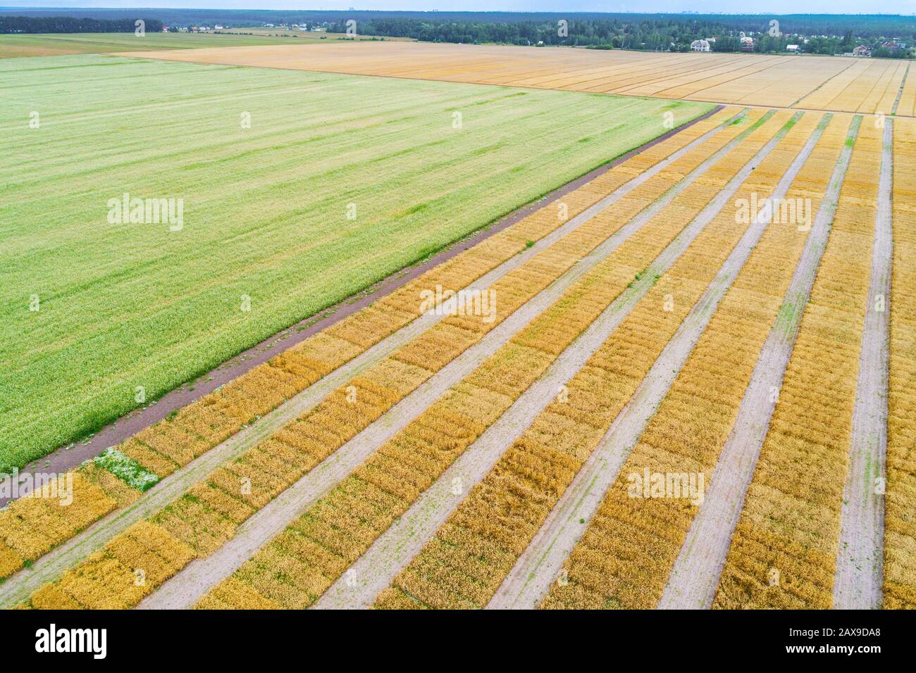 Aerial view of geometric wheat field with geometric lines Stock Photo ...