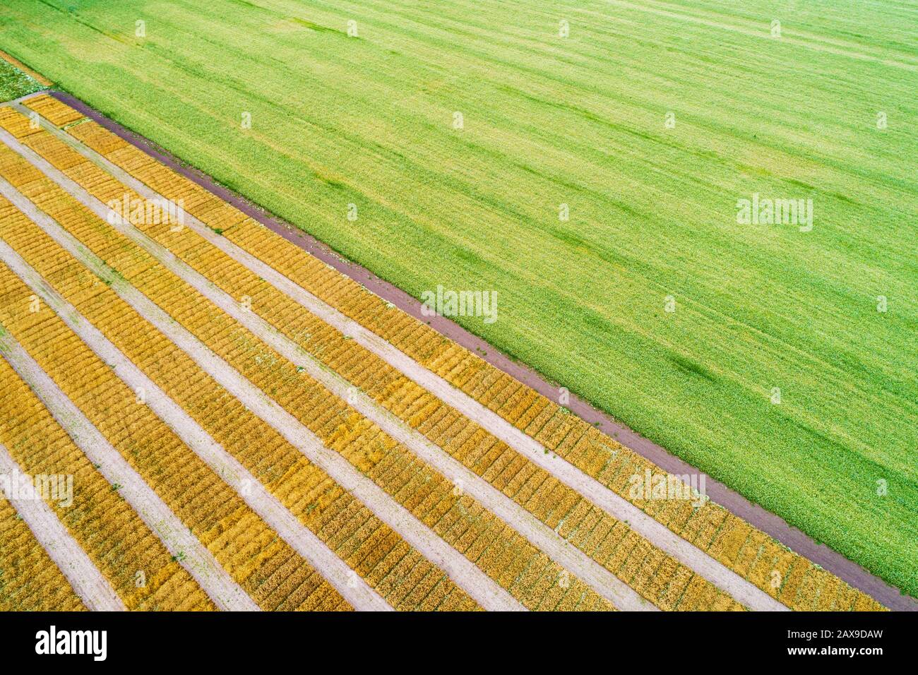 Aerial view golden green wheat hi-res stock photography and images - Alamy