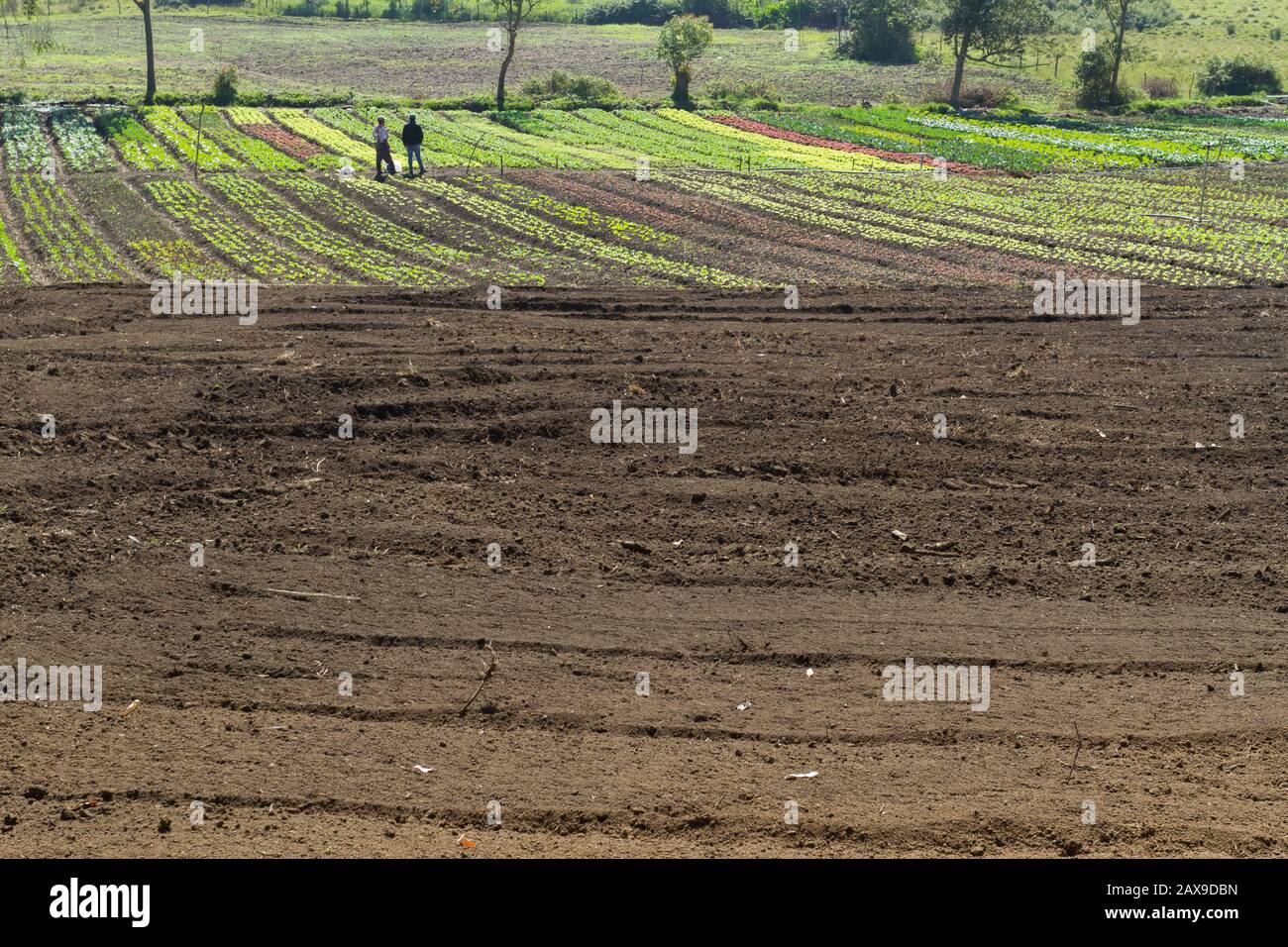 vegetable crops, agricultural production in Colombia Stock Photo - Alamy