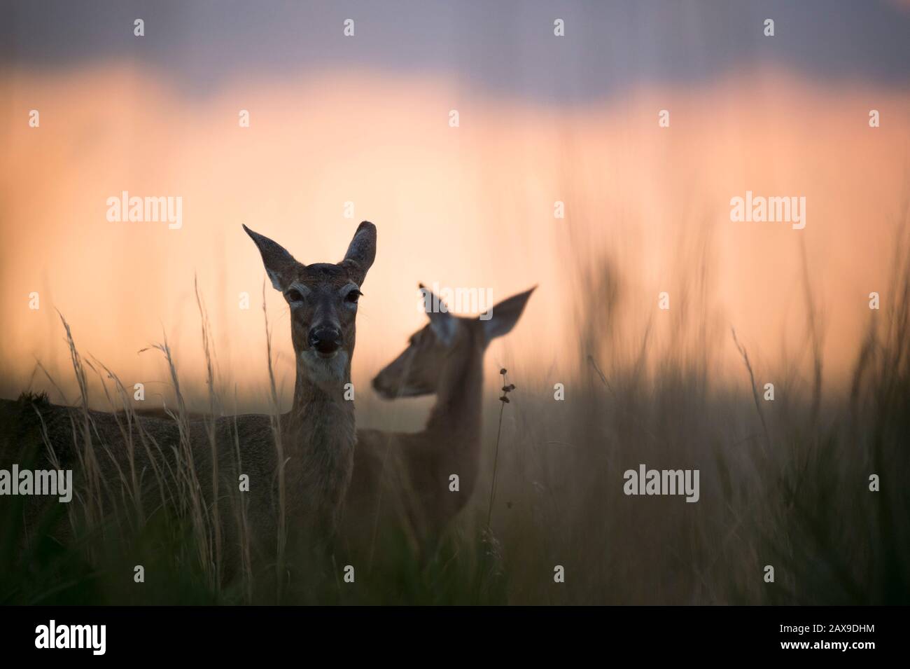 Sunset Whitetail Deer Majestic Whitetail Deer Buck Silhouette Against