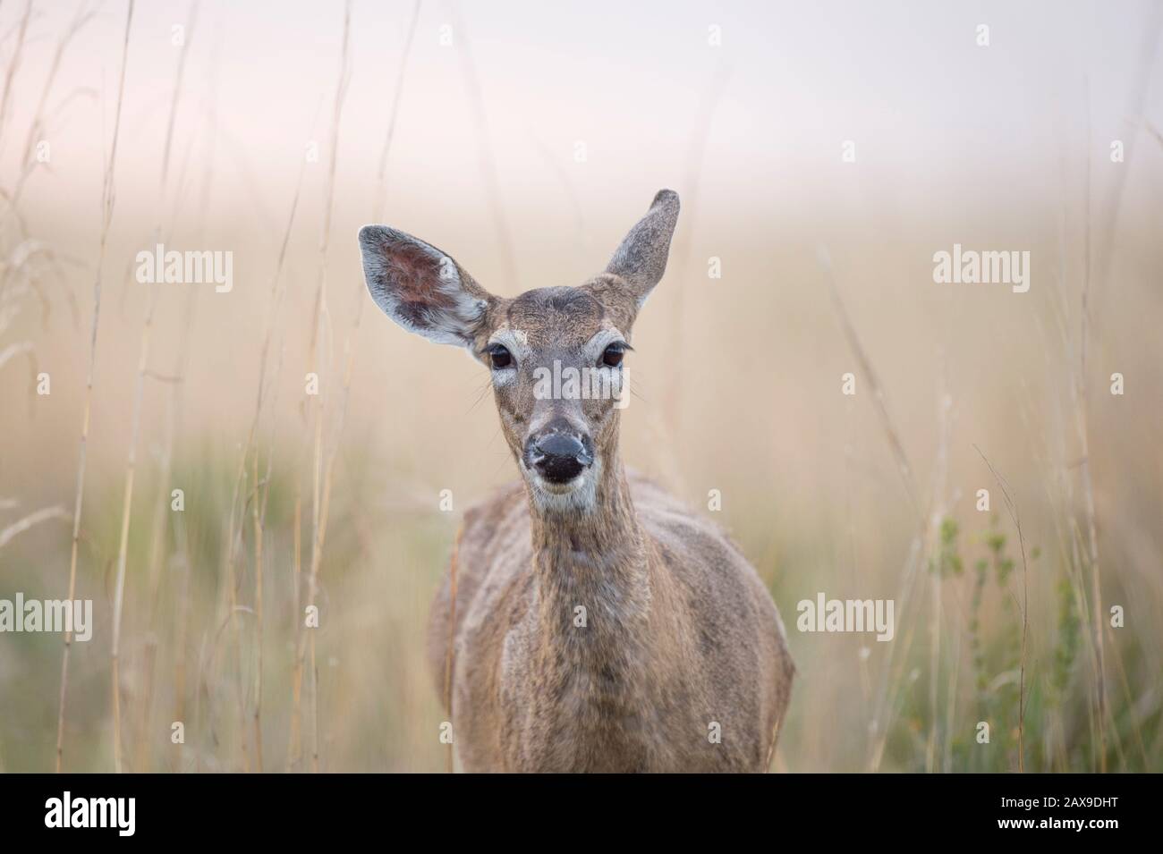 A Whitetail deer in a wide open field in soft light with a grassy ...