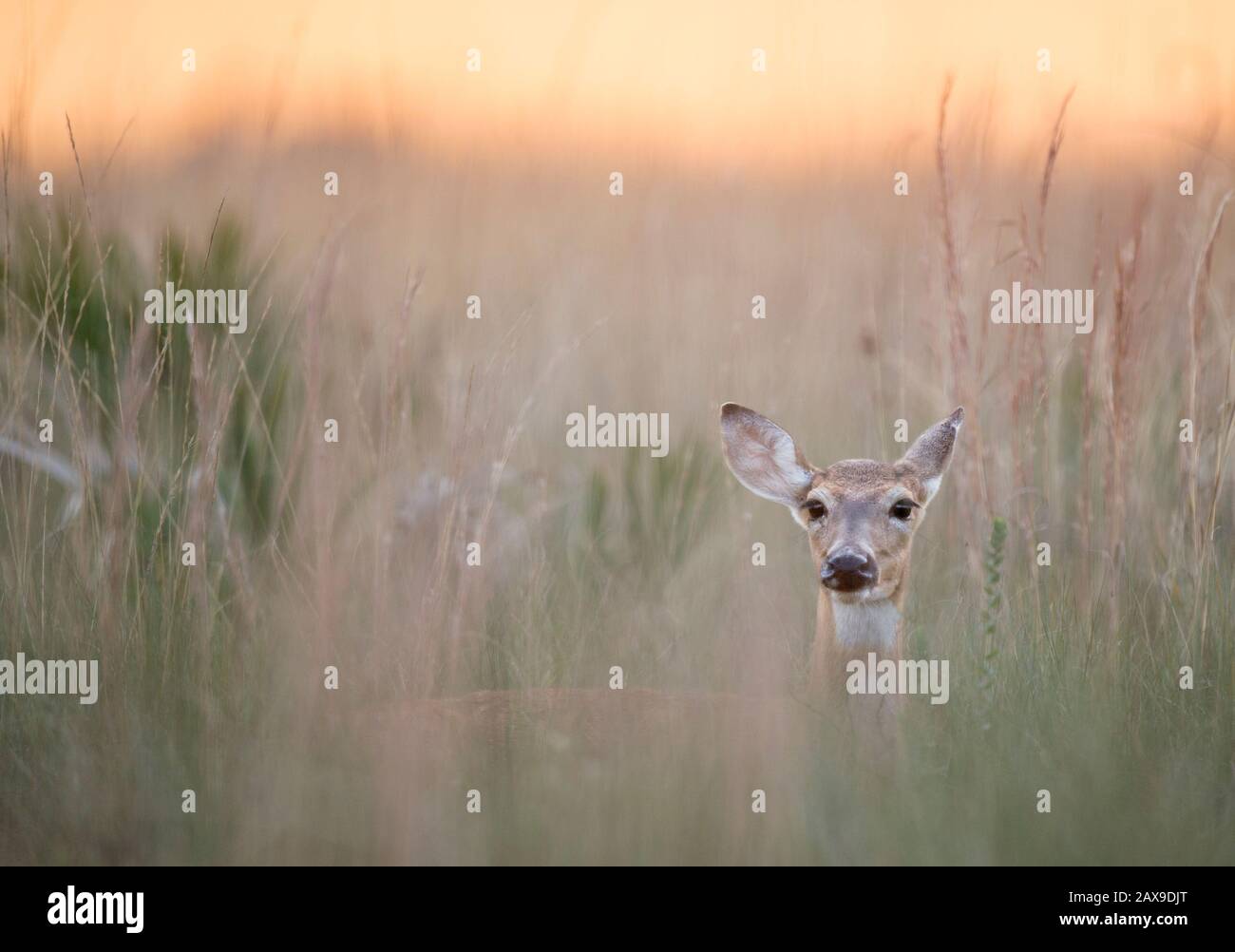 A Whitetail deer in a wide open field in soft light at sunset with an ...
