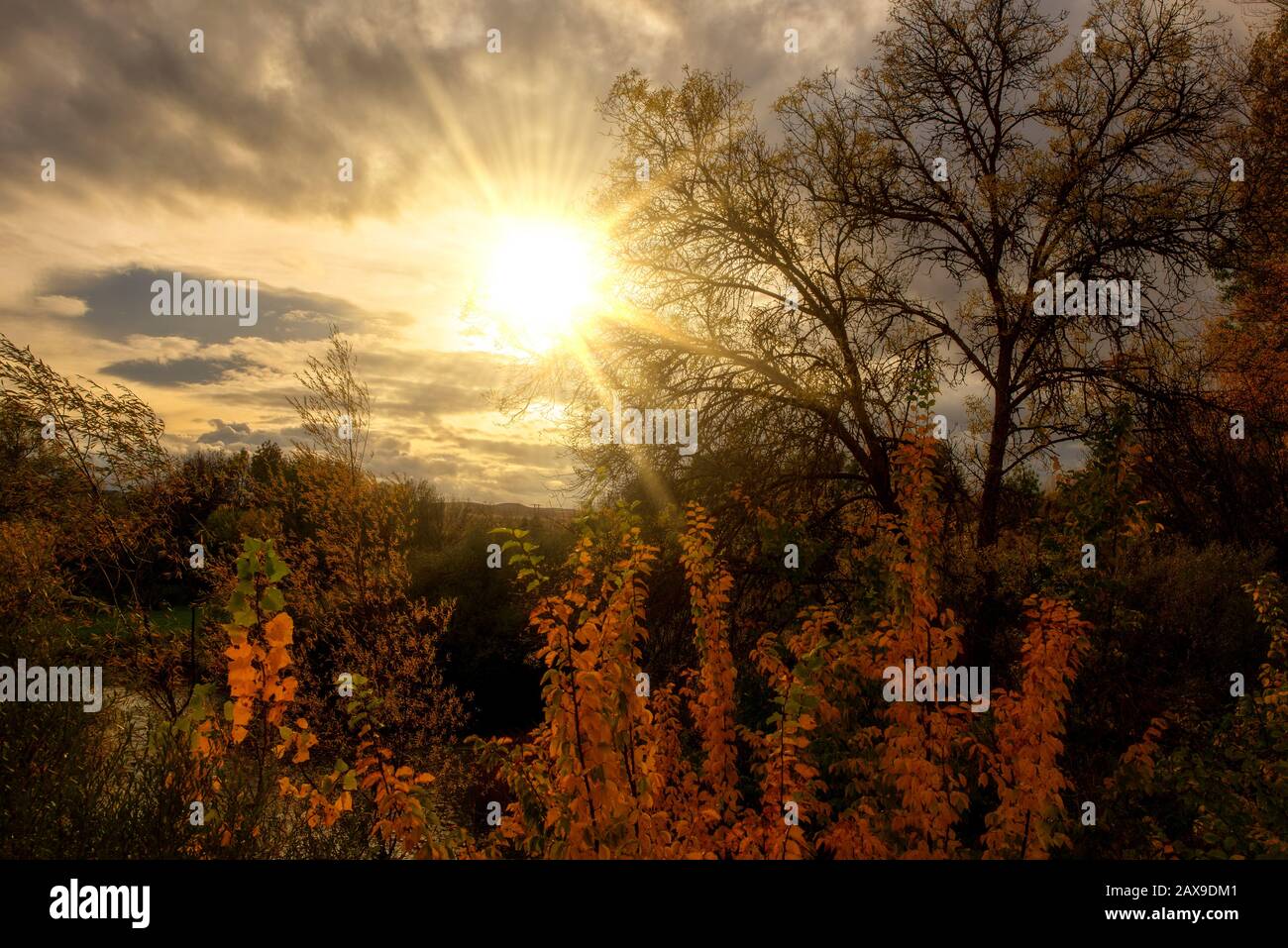 Gold sun between trees hi-res stock photography and images - Alamy