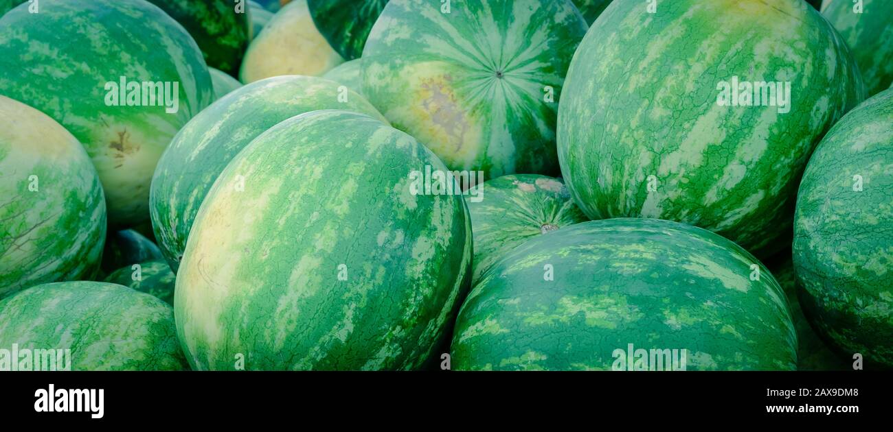 Panoramic background bunch of raw whole watermelons at farmer market in ...