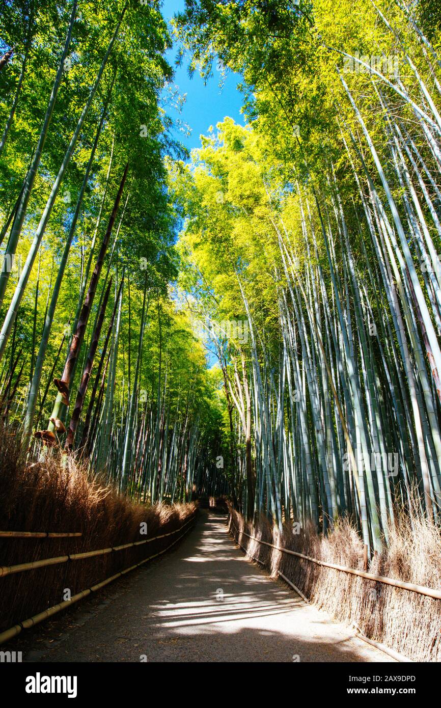 Arashiyama Bamboo Forest in Southern Kyoto Japan Stock Photo - Alamy