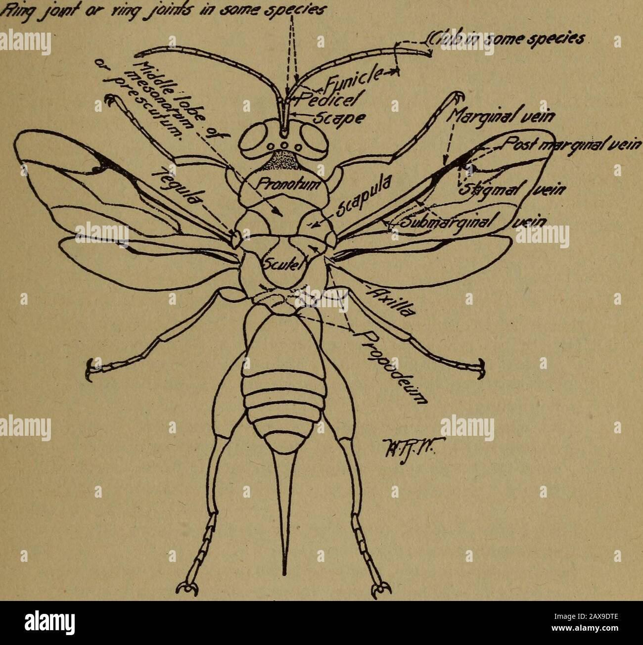 Meta legs hi-res stock photography and images - Alamy