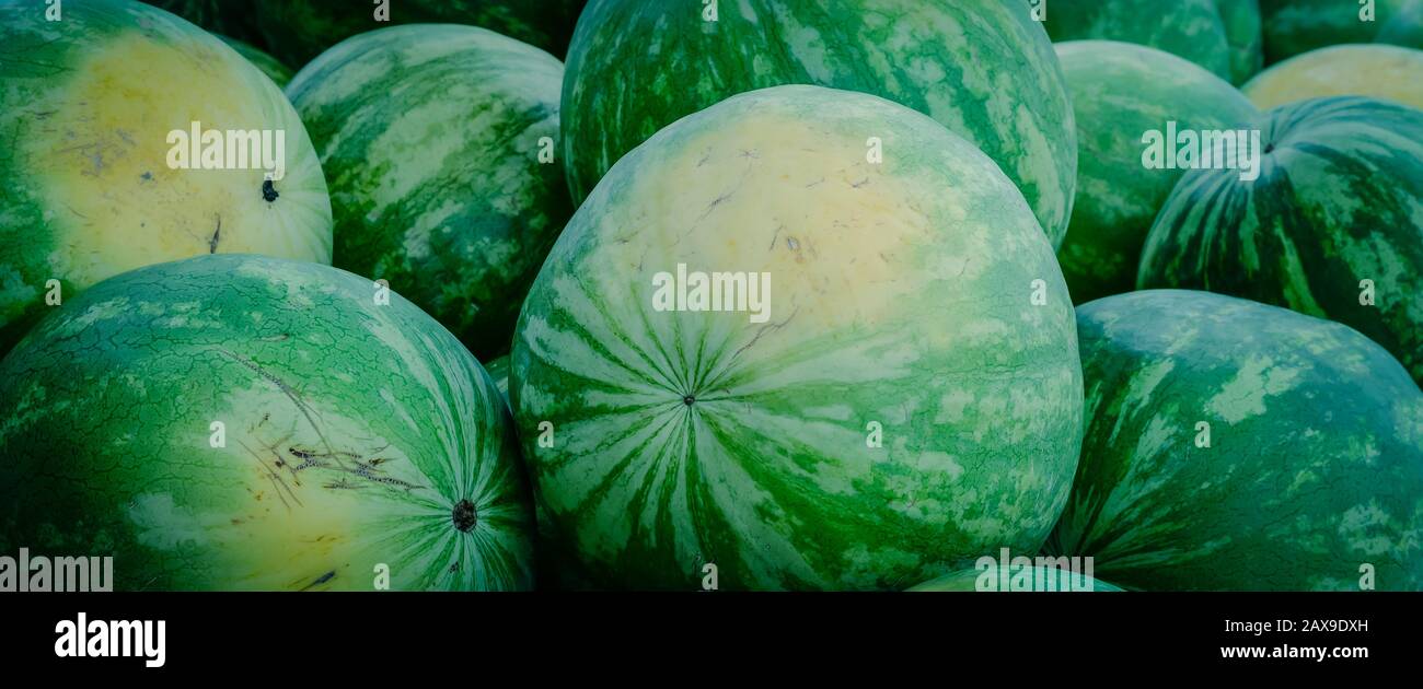 Panoramic background bunch of raw whole watermelons at farmer market in ...