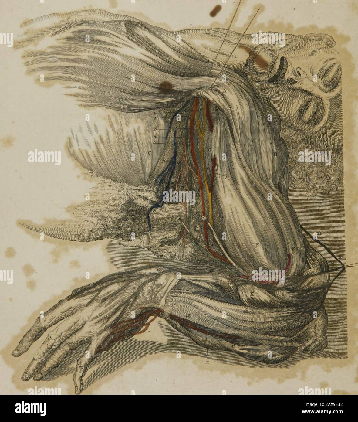 Supinator muscles hi-res stock photography and images - Alamy