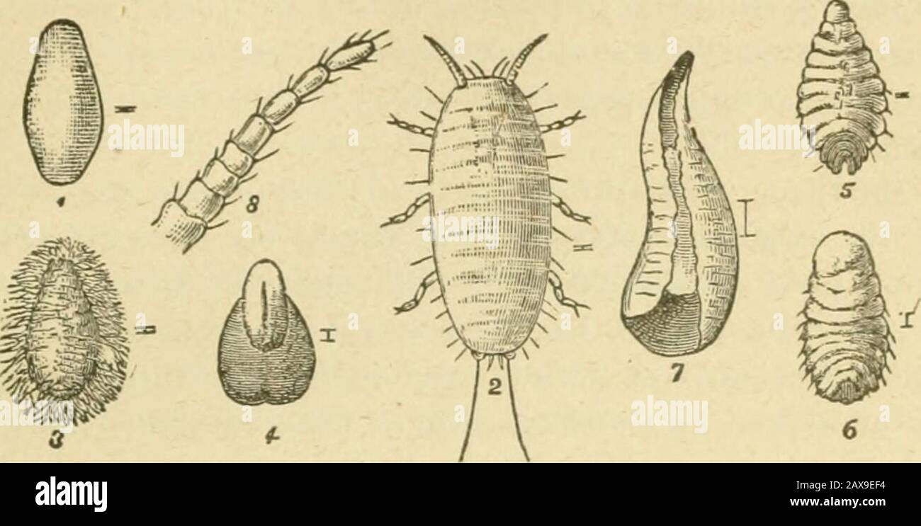 Kermes insects hi-res stock photography and images - Alamy