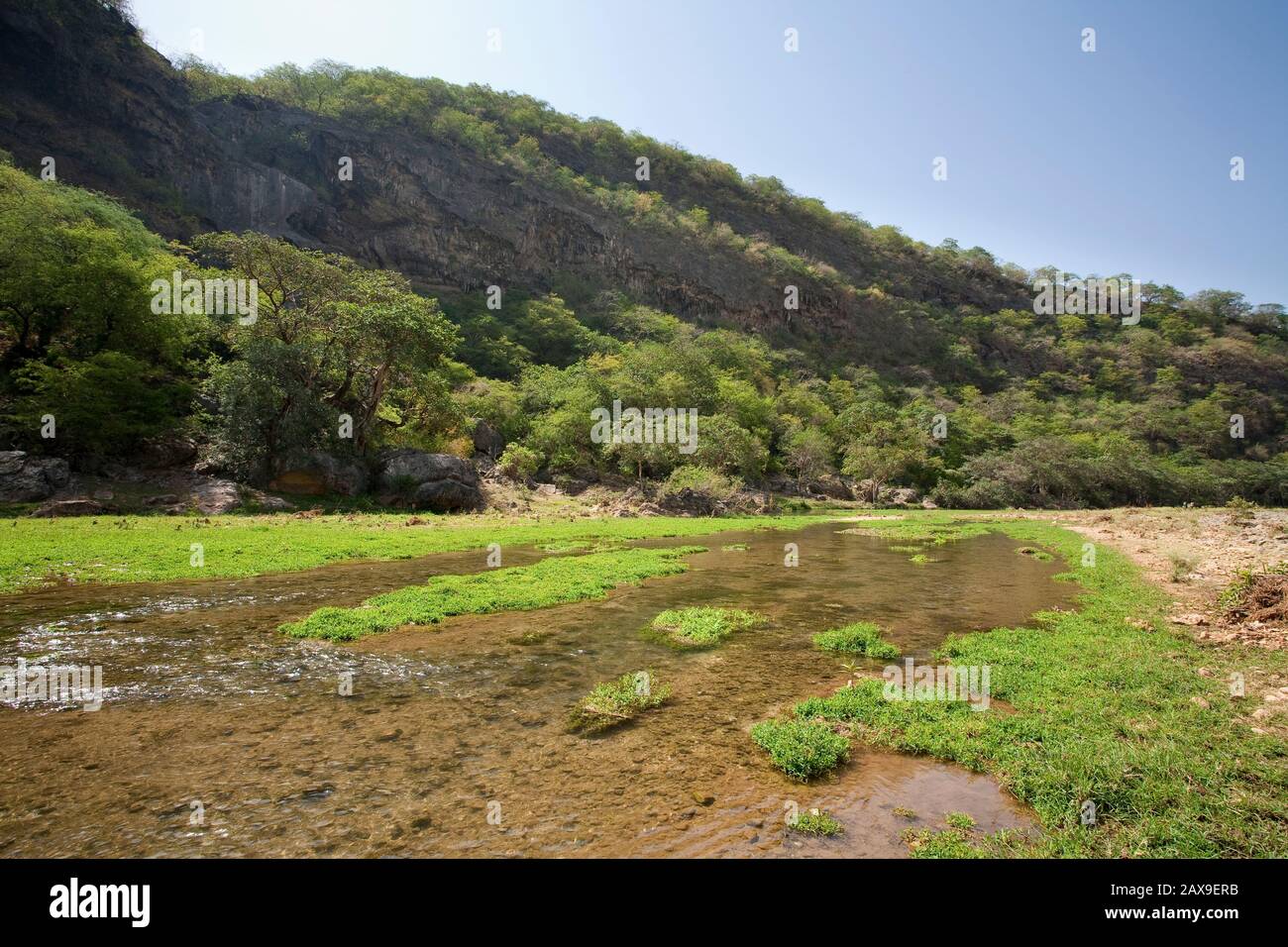 Oman trees water hi-res stock photography and images - Alamy