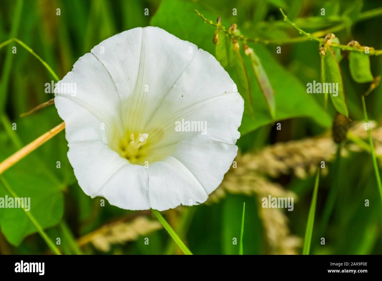 white hedge bindweed flower in macro closeup, popular cosmopolitan ...