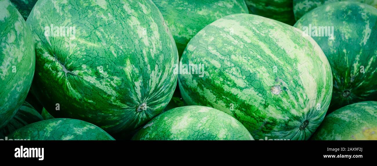 Panoramic background bunch of raw whole watermelons at farmer market in ...